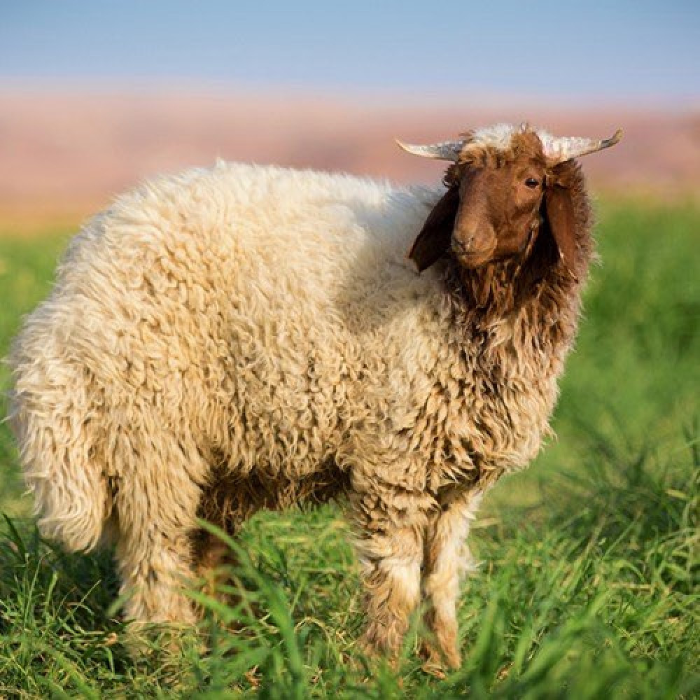 وزارة الزراعة : "الخروف الأردني" مرغوب على المائدة الخليجية | الأردن ...